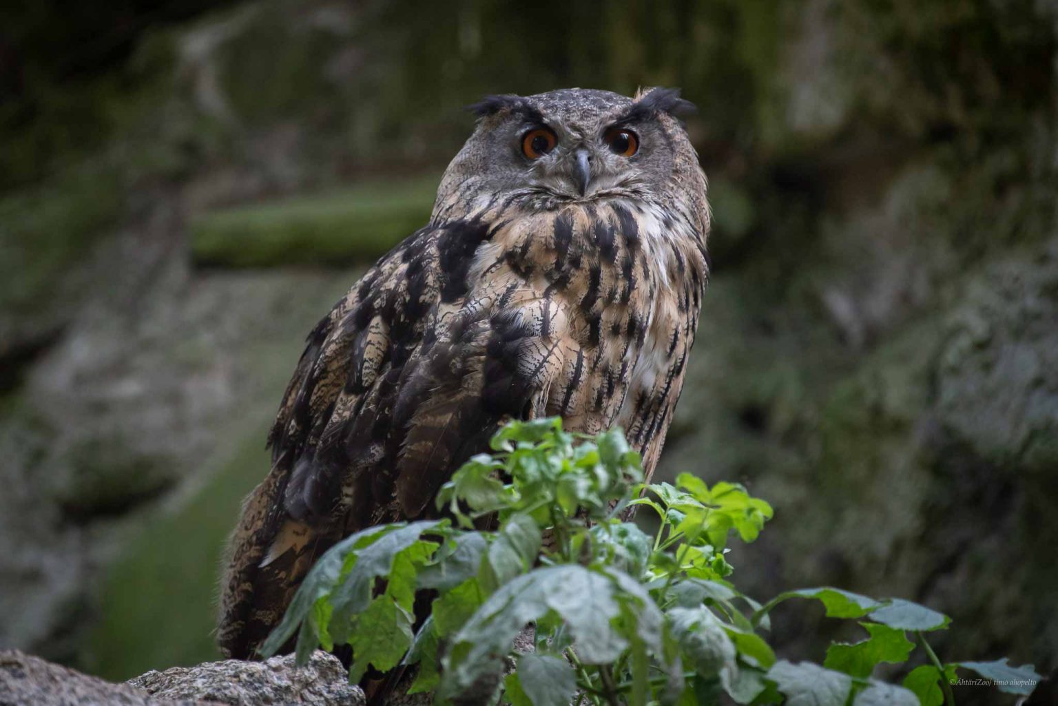 Huuhkaja - Ähtäri Zoo