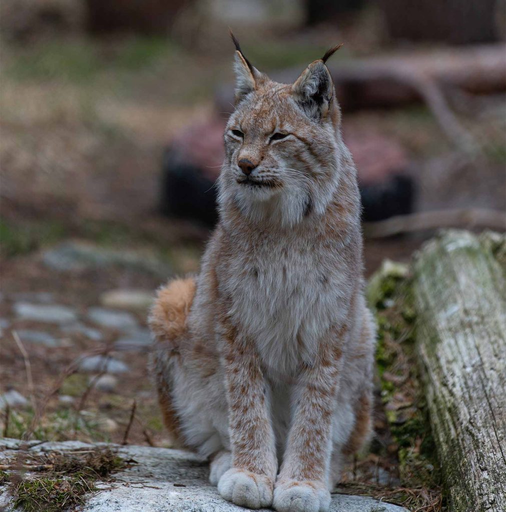 Ilves - Ähtäri Zoo