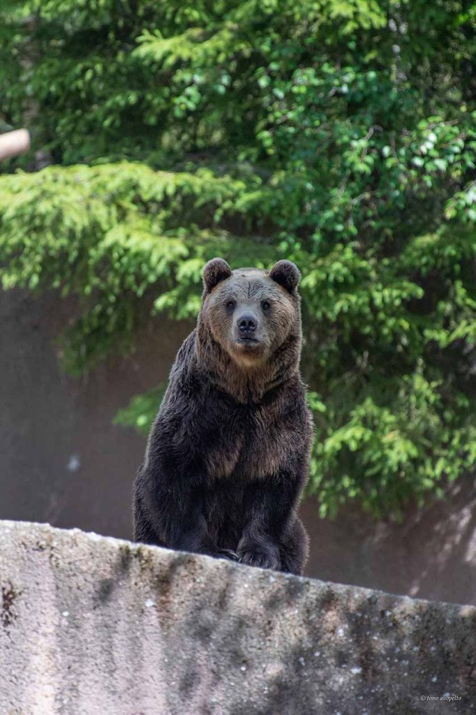 Karhu - Ähtäri Zoo