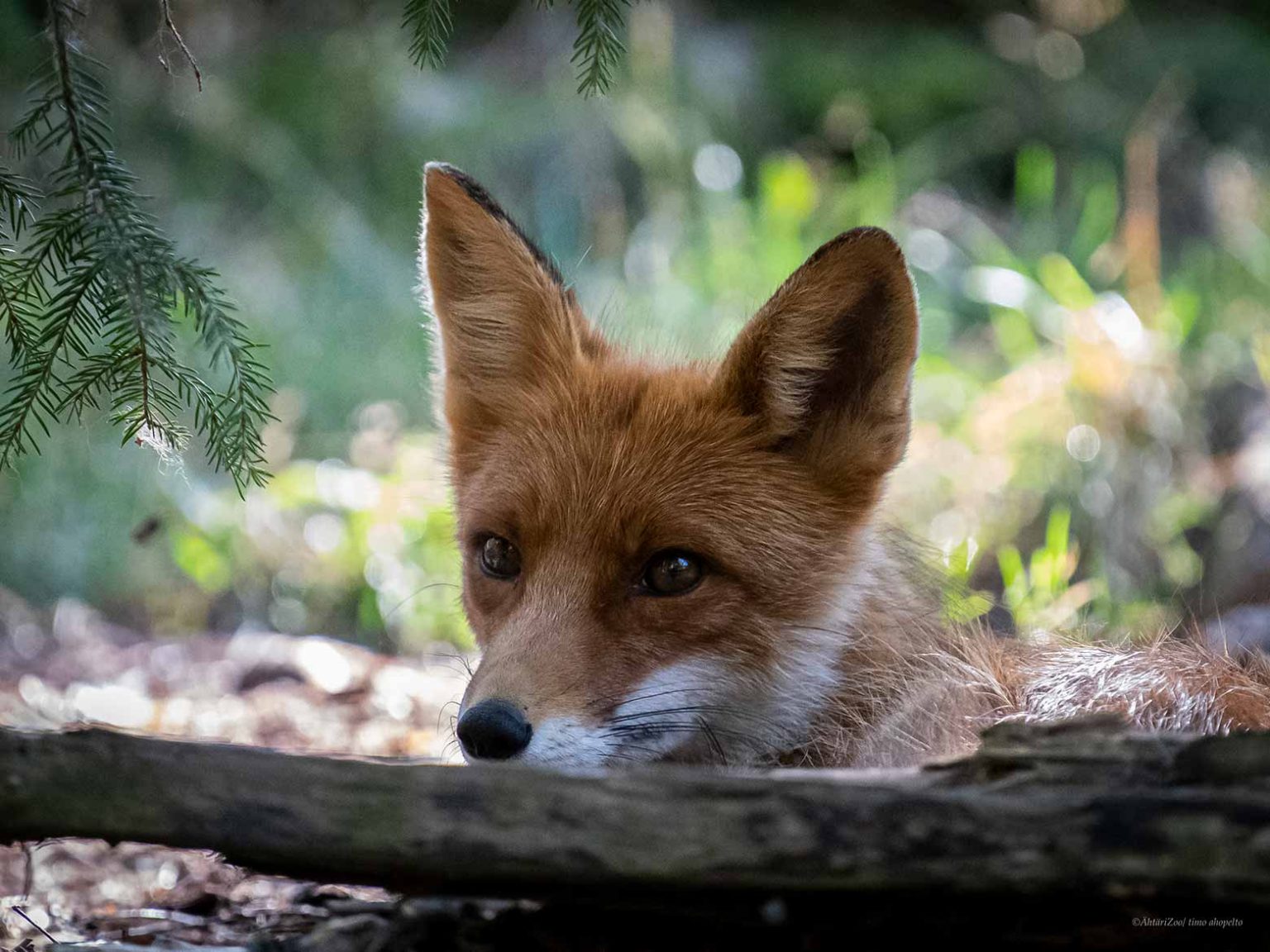Kettu - Ähtäri Zoo