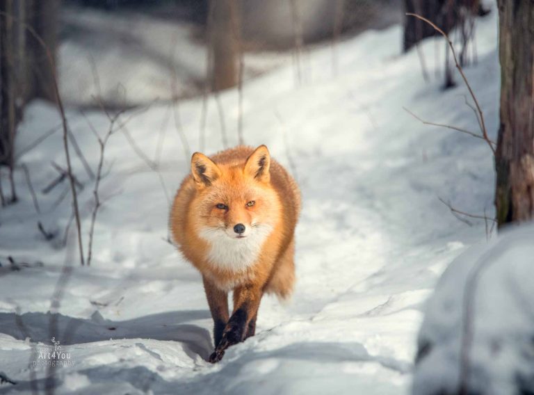 Kettu - Ähtäri Zoo