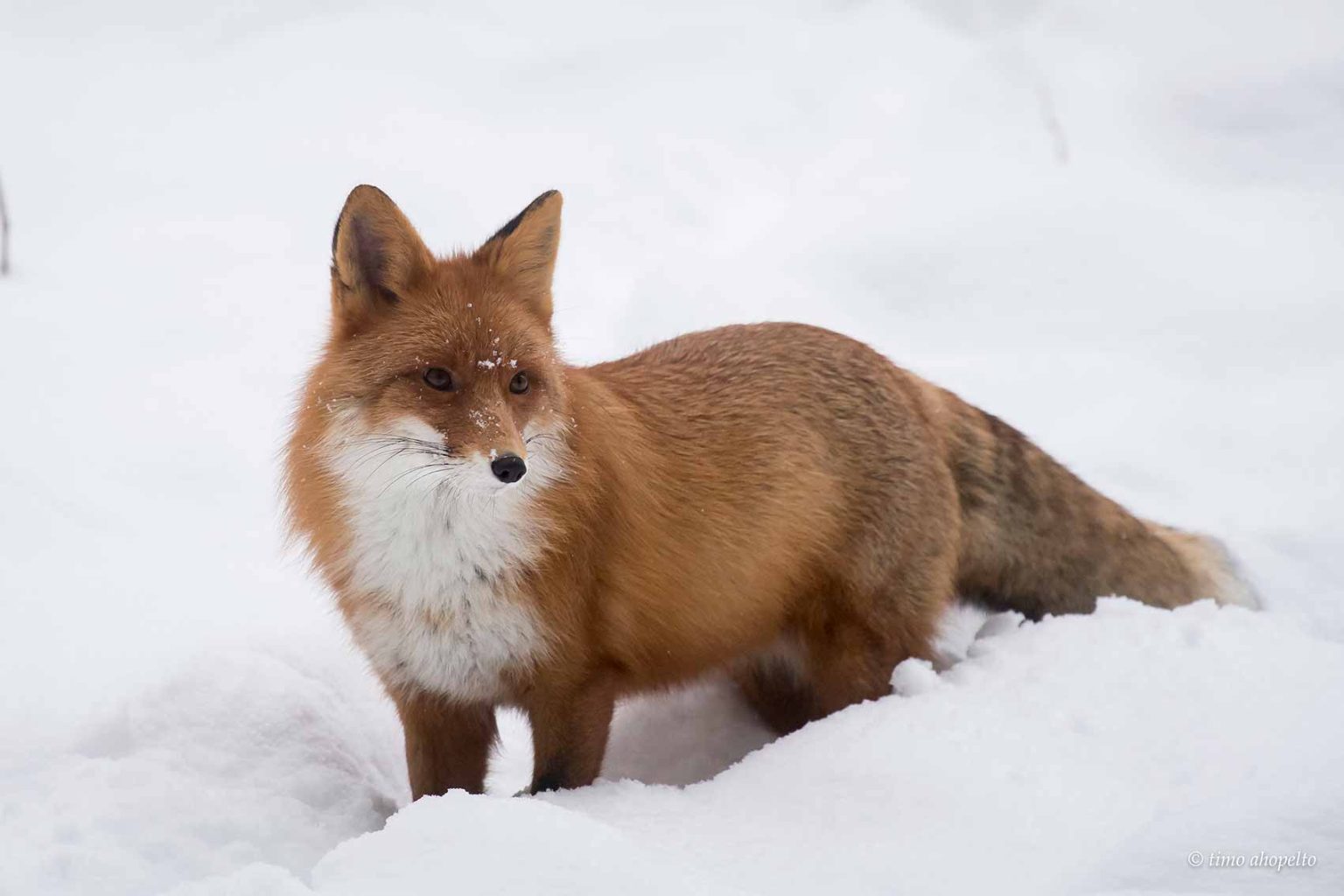 Kettu - Ähtäri Zoo