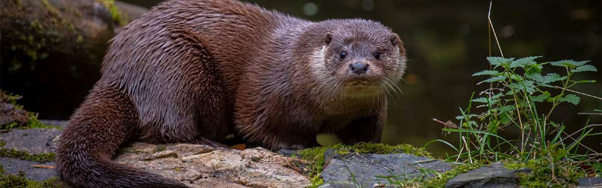 Saukko - Ähtäri Zoo